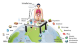 Microplastics in Food - How Much? | Plastics Engineering