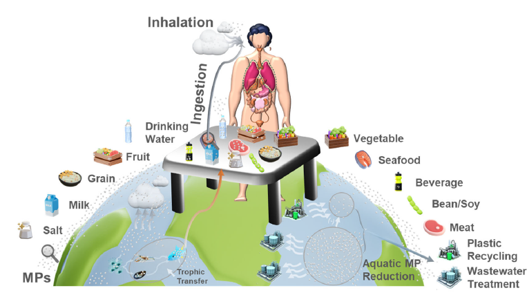 Microplastics in Food - How Much? | Plastics Engineering