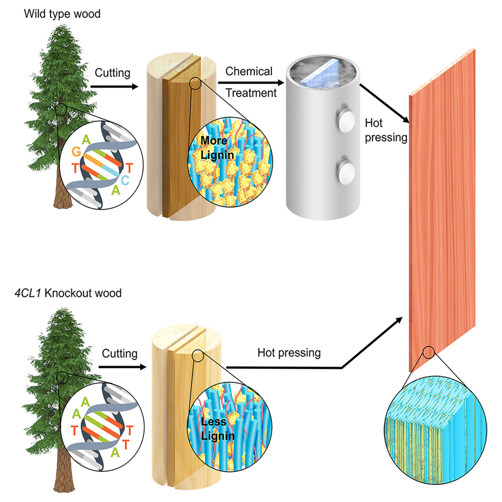 Engineered Wood: Transforming The Building Industry | Plastics Engineering