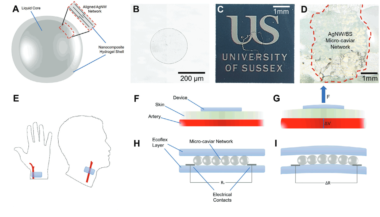 Caviar-Inspired E-Skin Transforms Health Monitoring | Plastics Engineering
