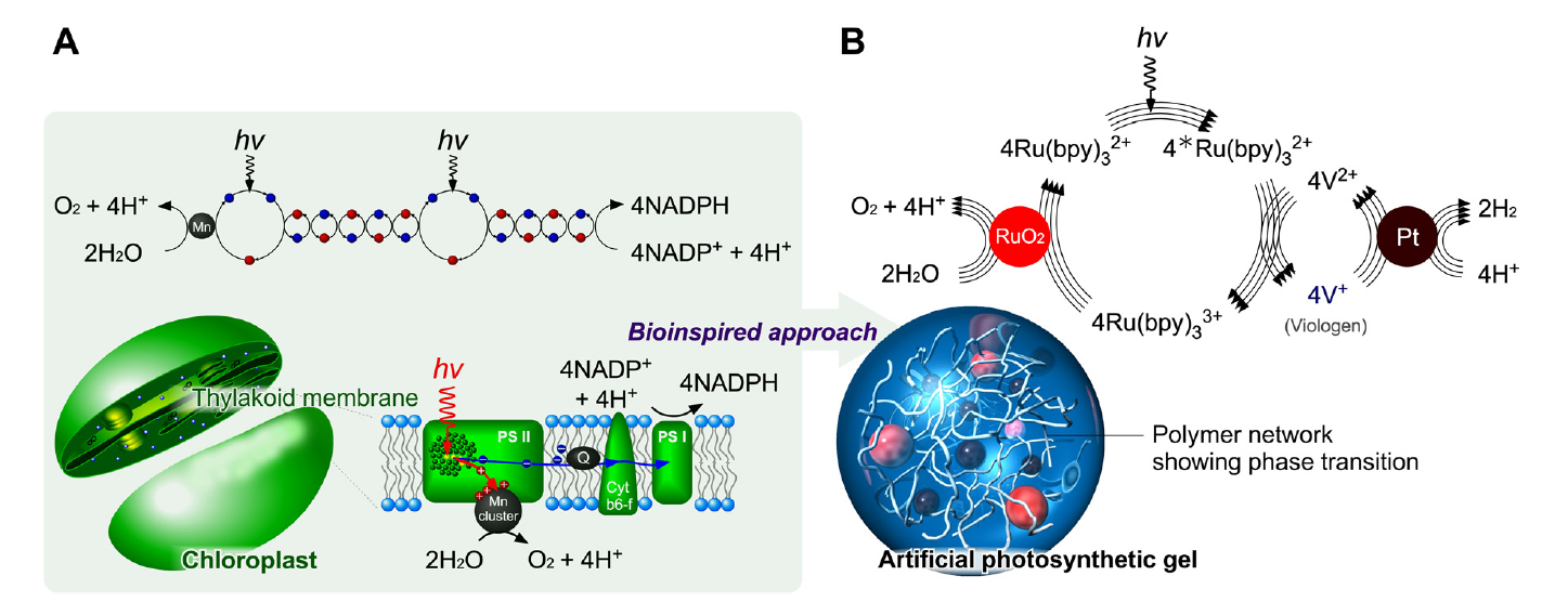 Bioinspired Hydrogels in Clean Energy and Hydrogen Generation ...