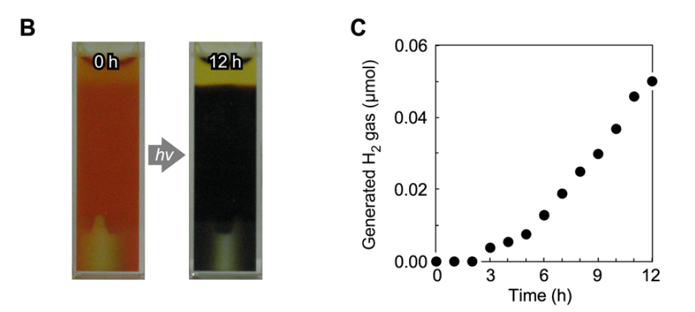 Bioinspired Hydrogels in Clean Energy and Hydrogen Generation ...