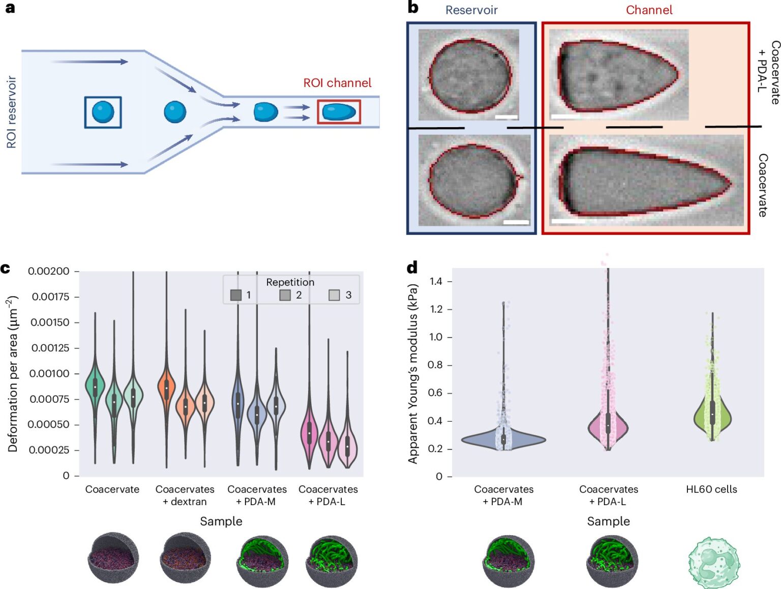 Advancing Artificial Cells with Polymer-Based Cytoskeletons | Plastics ...