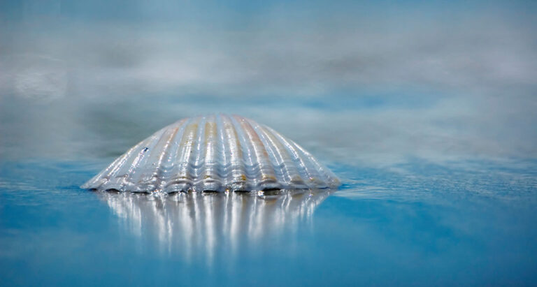 POC-Calcium Carbonate Composite: A Shell-Inspired Bioplastic | Plastics ...