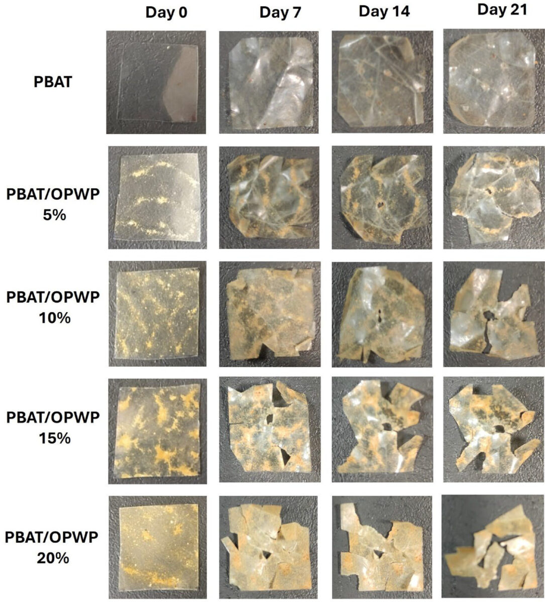 Orange Peel Waste Boosts PBAT Packaging | Plastics Engineering